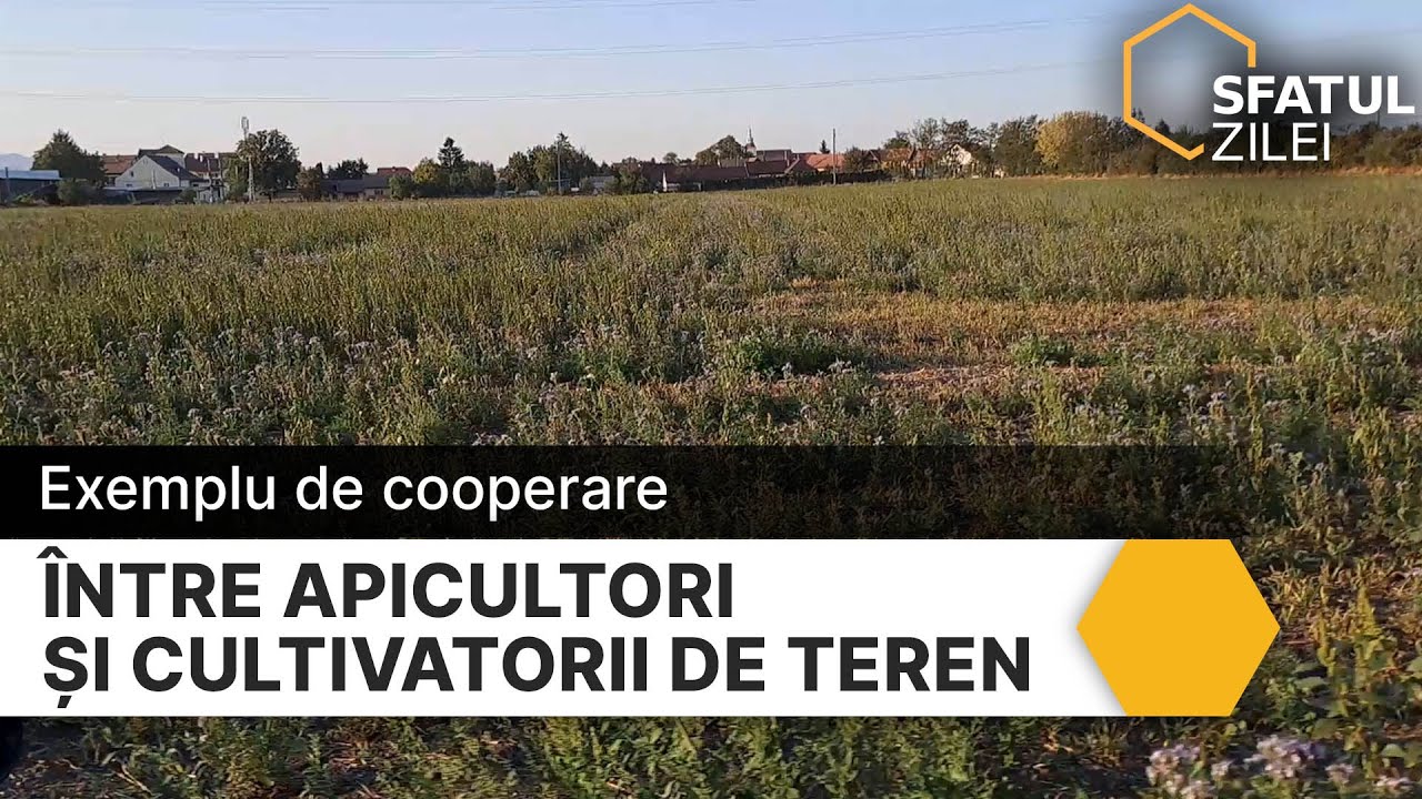 Exemplu de cooperare între apicultori și cultivatorii de teren - YouTube