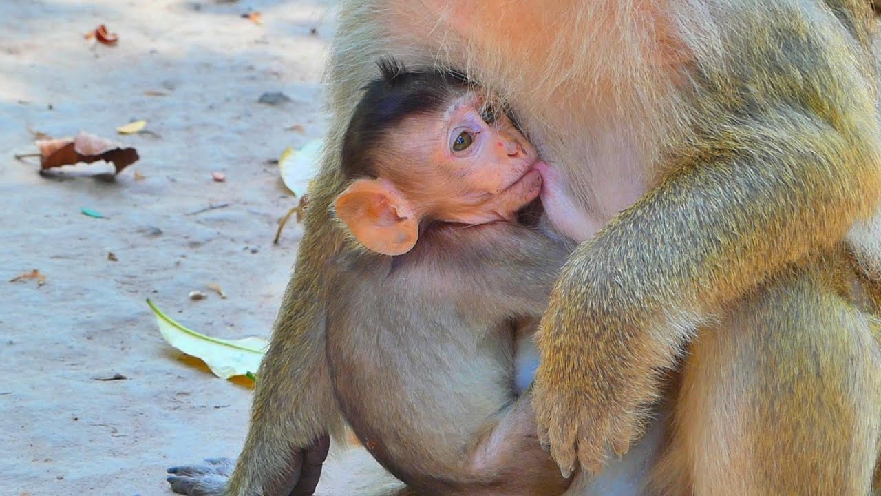 Nice Clip ,Baby monkey getting milk for full - YouTube
