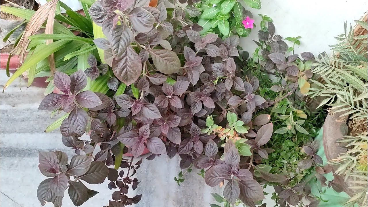 How to grow and propagate loropetalum plant /lalsa plant ☘️🌵 - YouTube