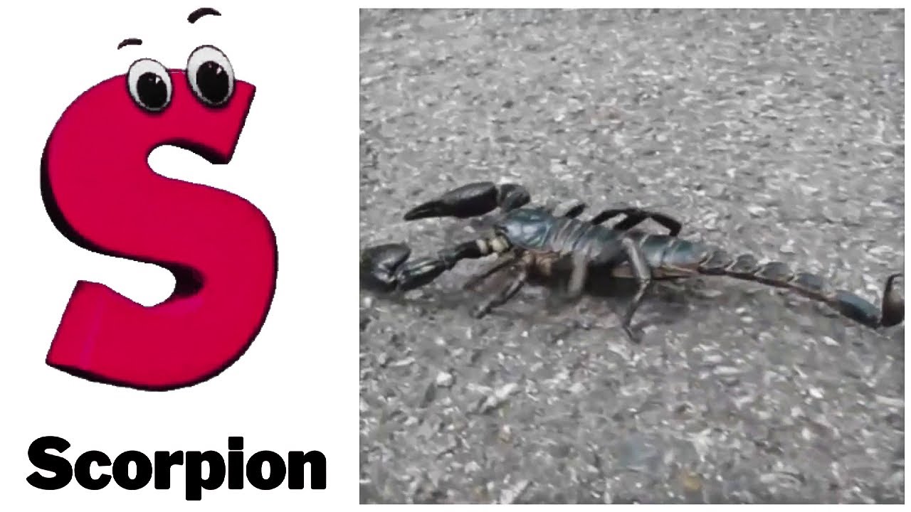 Insects ABC Song for Kids | Phonics for Kids | Insects for Kids | Baby ...