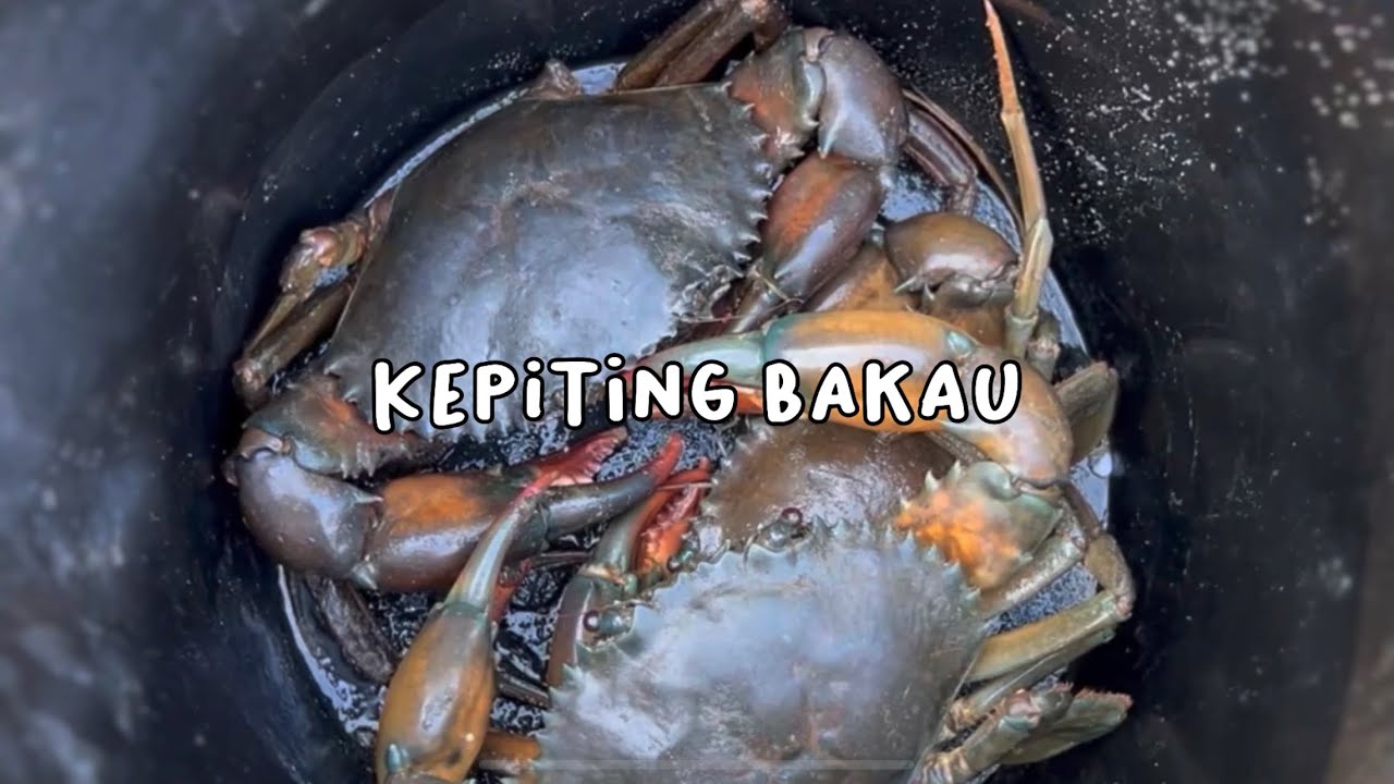 Pasang bubu kepiting di hutan bakau - YouTube