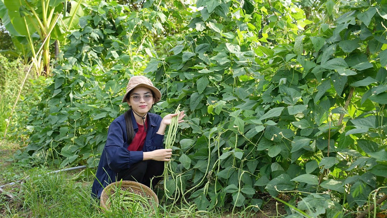 From Picking Cowpeas to Culinary Self: Discover Delicious, Easy-to-Make ...