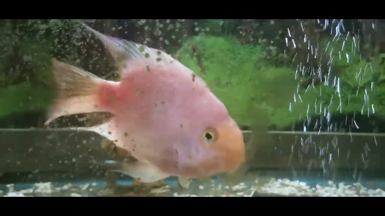 MY KING KONG PARROT FISH - YouTube