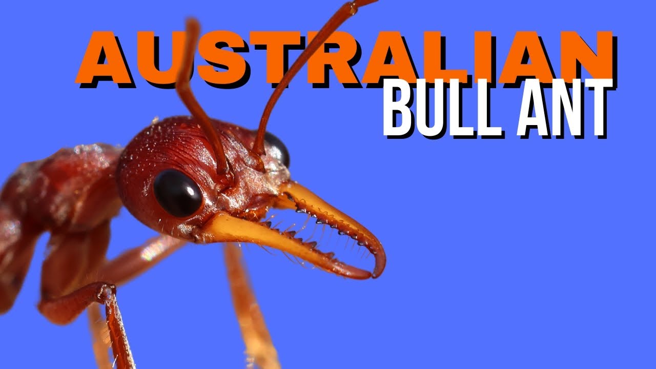 Australian Bull Ant - Australia's Killer Ant. - YouTube