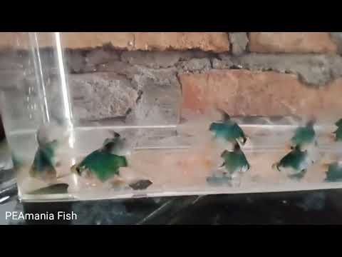 ikan green tiger slayer ikan dari sumatera - ikan hias air tawar - YouTube