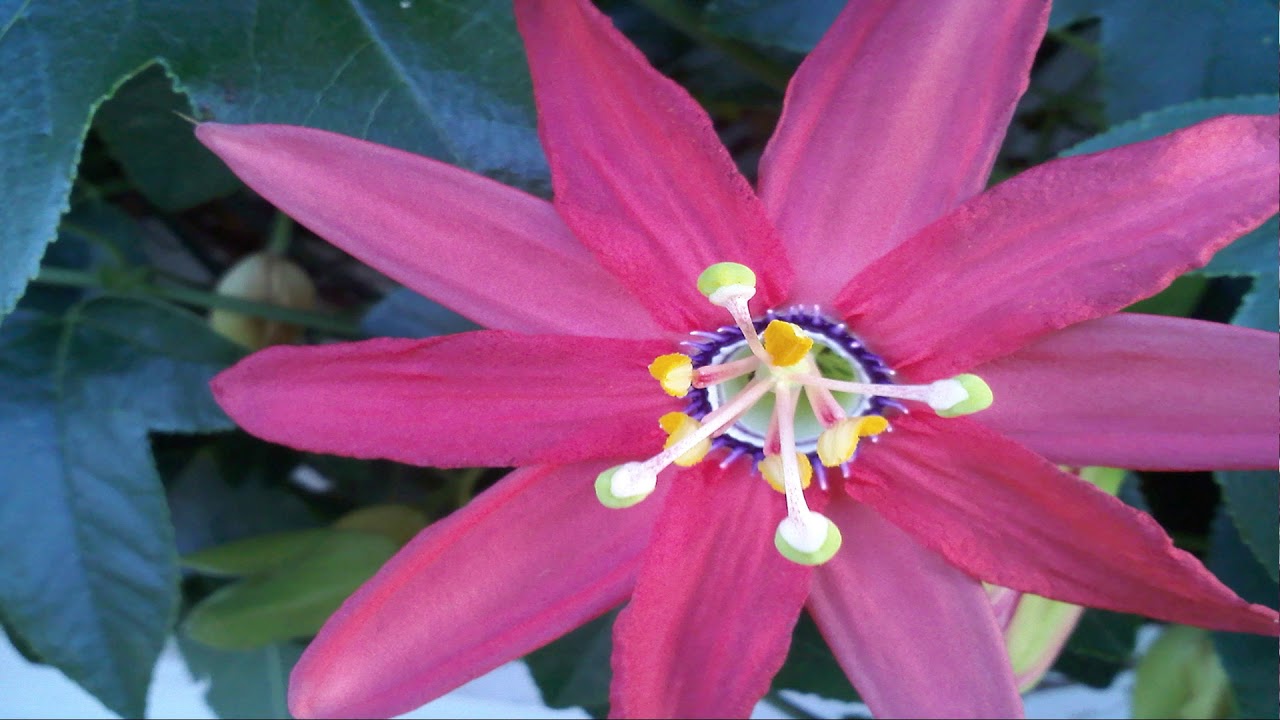 Love Always 🎹 by David Abramsky - YouTube Music