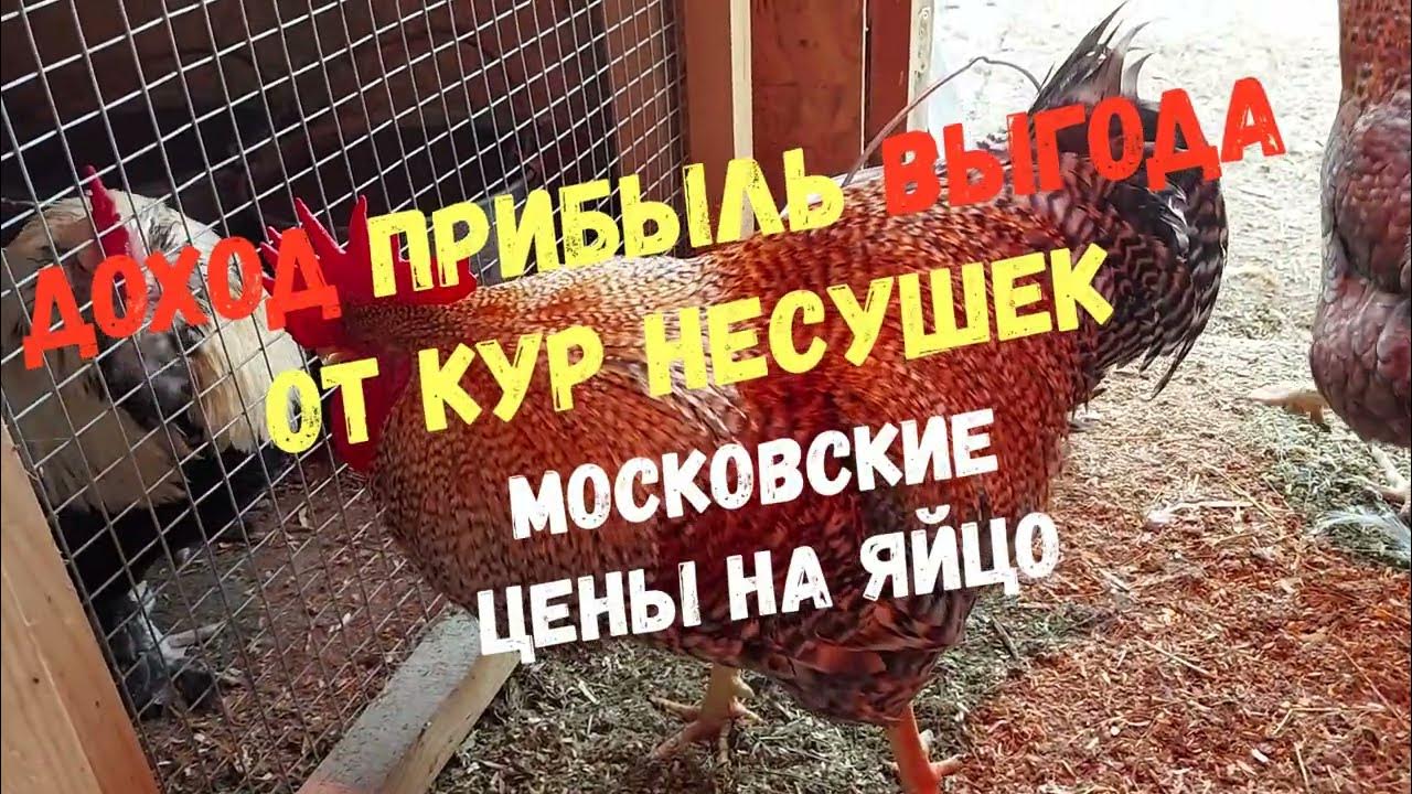 ХОЗЯЙСТВЕННАЯ ПРИБЫЛЬ для обычной семьи от КУР НЕСУШЕК МОСКОВСКИЕ