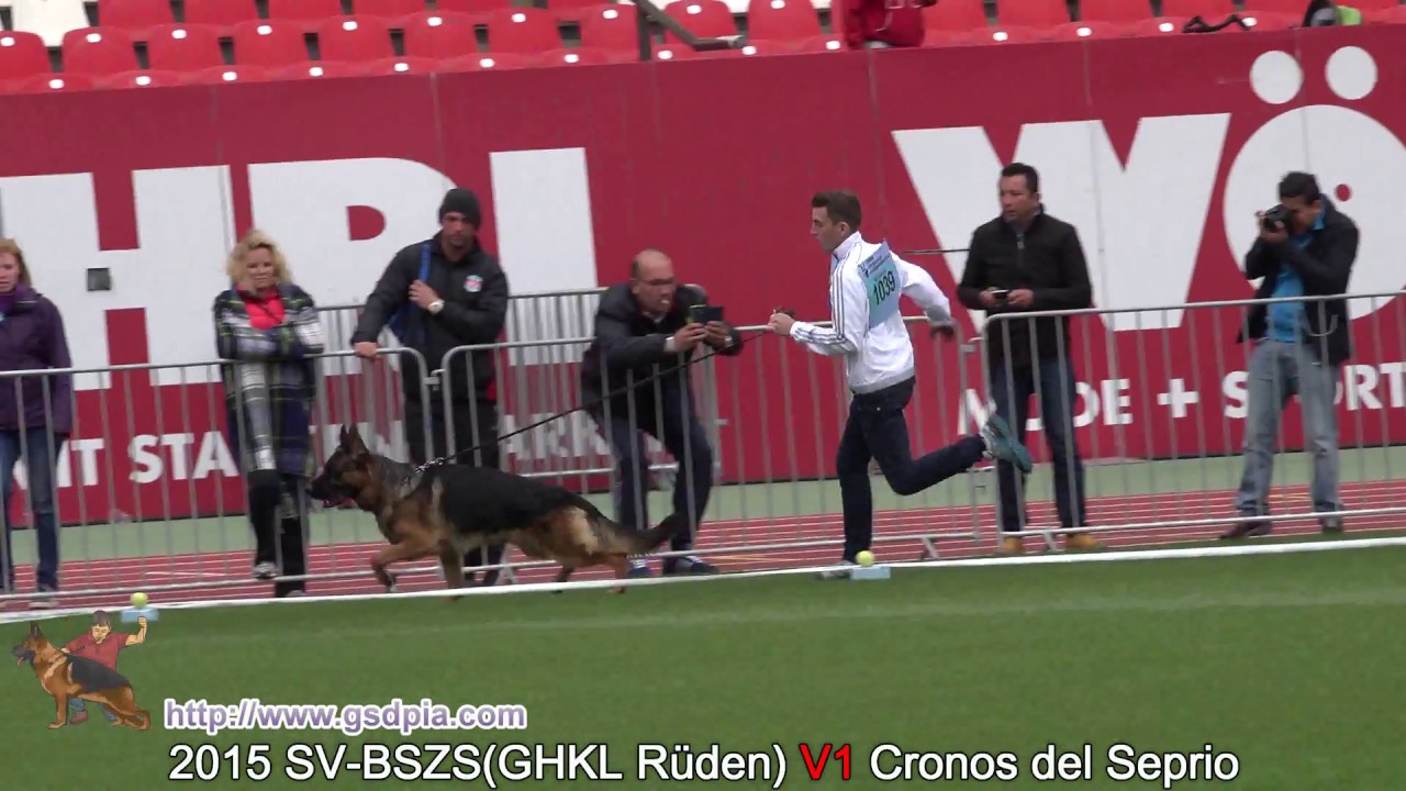 2015 SV-BSZS(GHKL Rüden) V1 Cronos del Seprio - YouTube