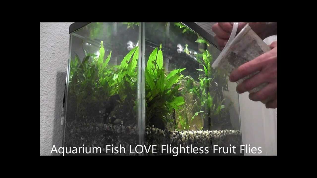 Aquarium Fish devouring flightless fruit flies from www.FruitFlyShop ...