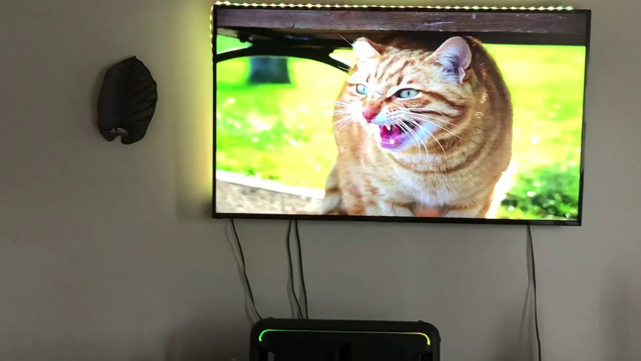 Cat prank! - YouTube