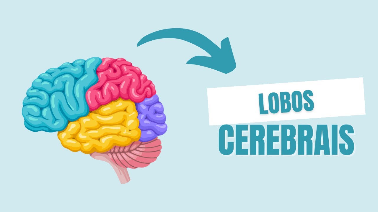 Funções dos lobos cerebrais | NEUROANATOMIA - YouTube