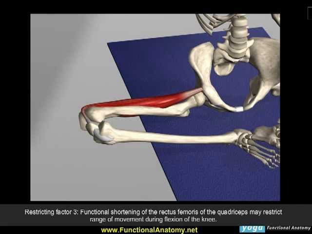 Baddha Konasana Anatomy Balancing Bound Angle Pose Yoga Basics