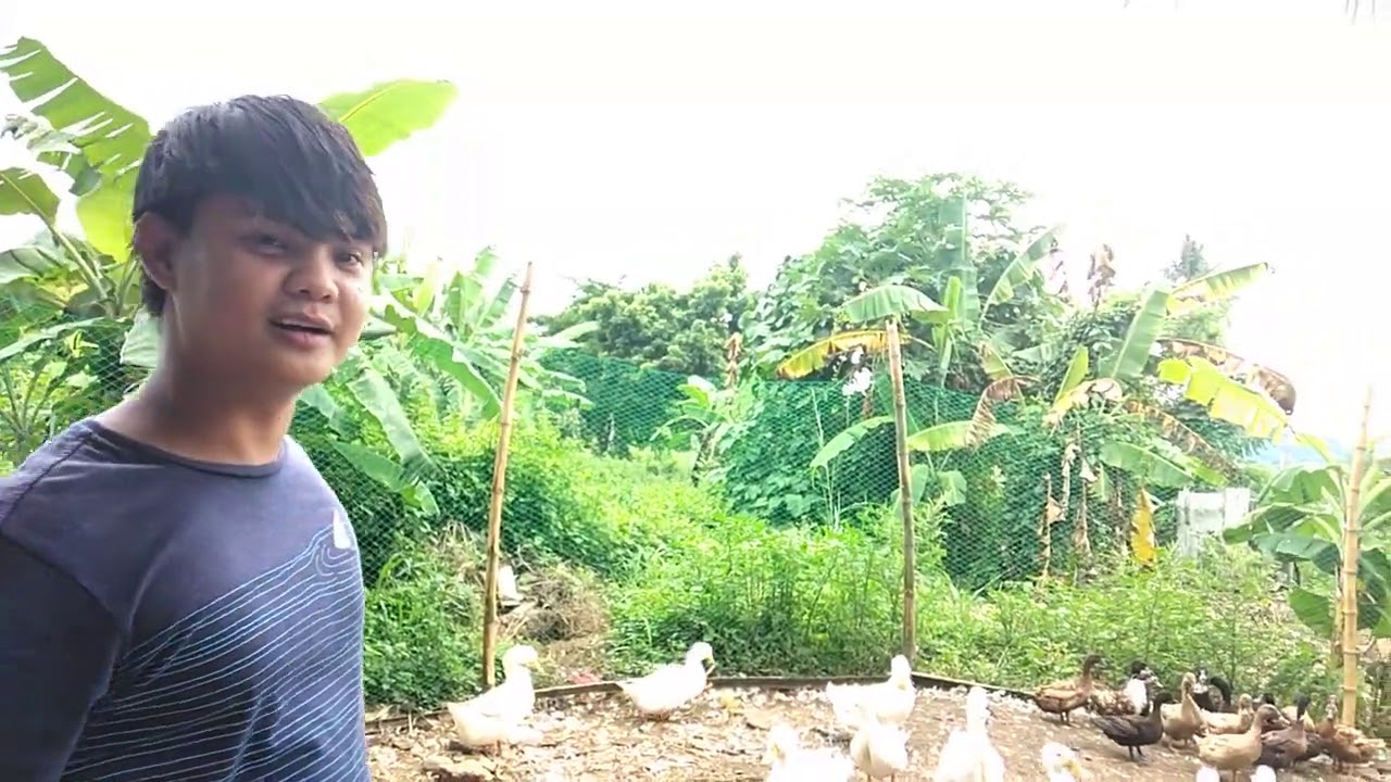 PEKIN DUCK PRODUCTION BACKYARD SET UP - YouTube