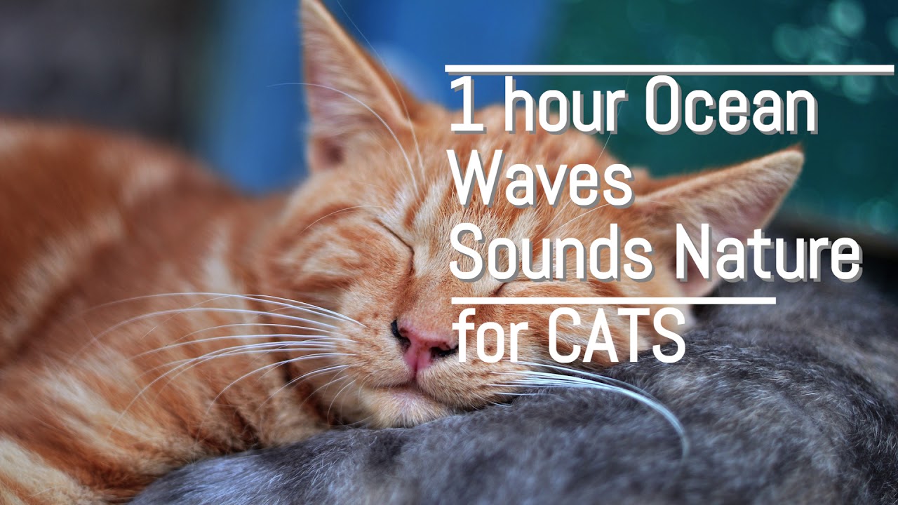 1 hour Ocean Waves Sounds Nature for CATS - YouTube