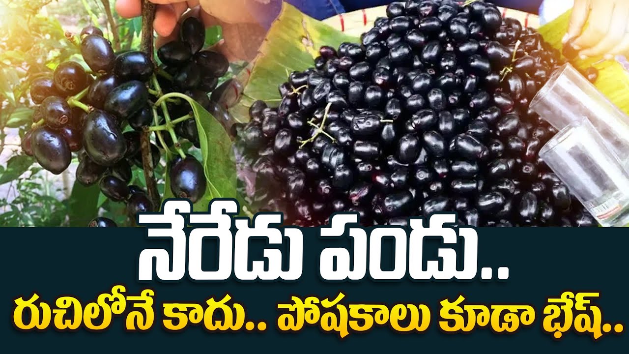నేరేడు పండు | Amazing Health Benefits of Neredu Pandu | Jamun Fruit ...