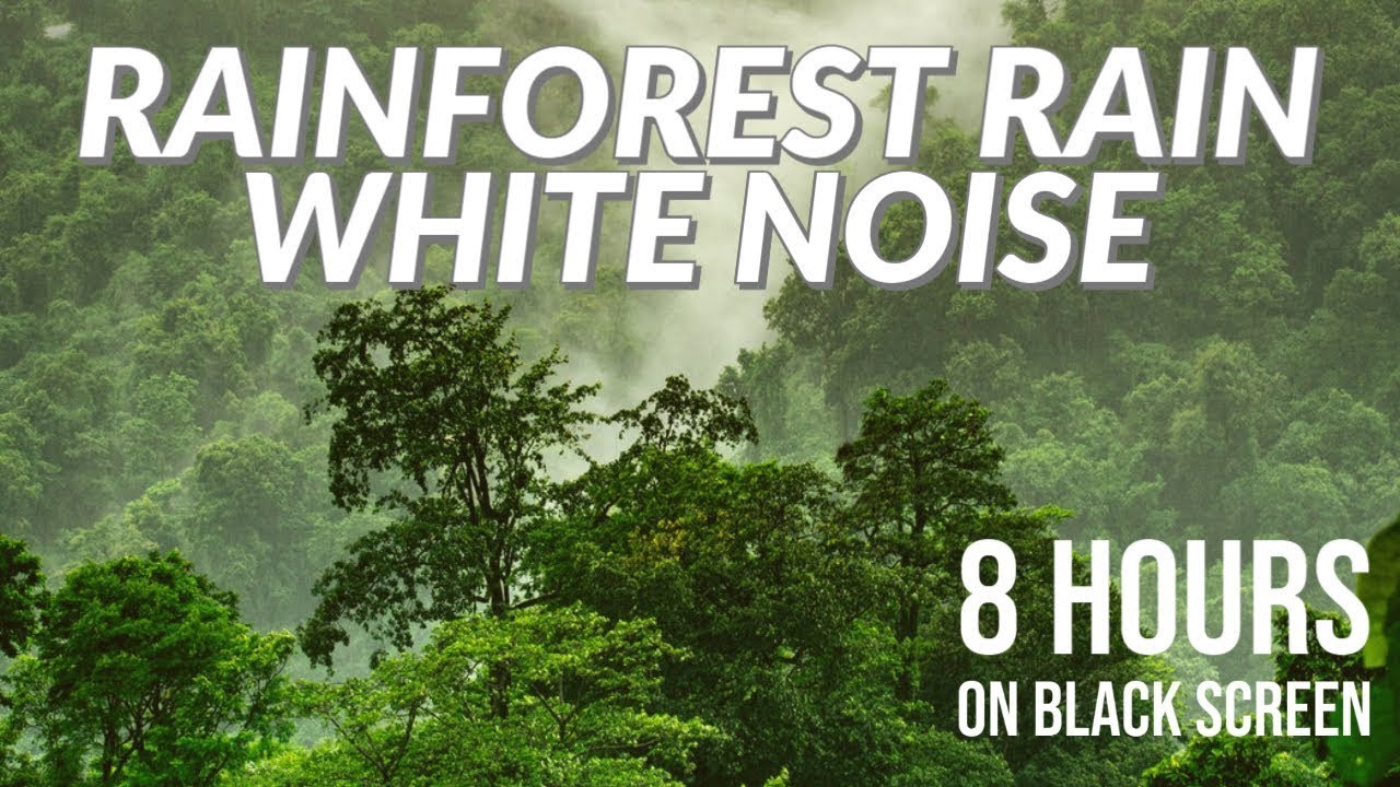 Live Rainforest Sounds: Relaxing Rainfall & Nature Ambience - YouTube