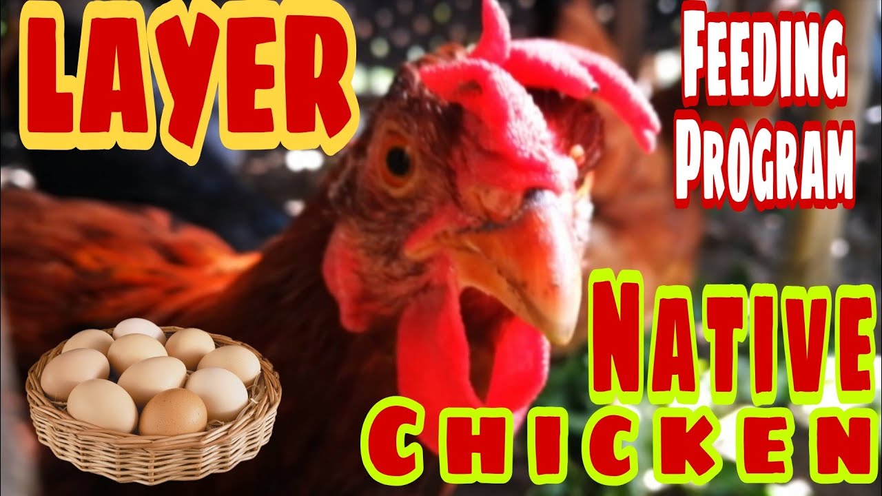 LAYER CHICKEN FEEDING PROGRAM | NATIVE CHICKEN |FEEDS | EGGS - YouTube