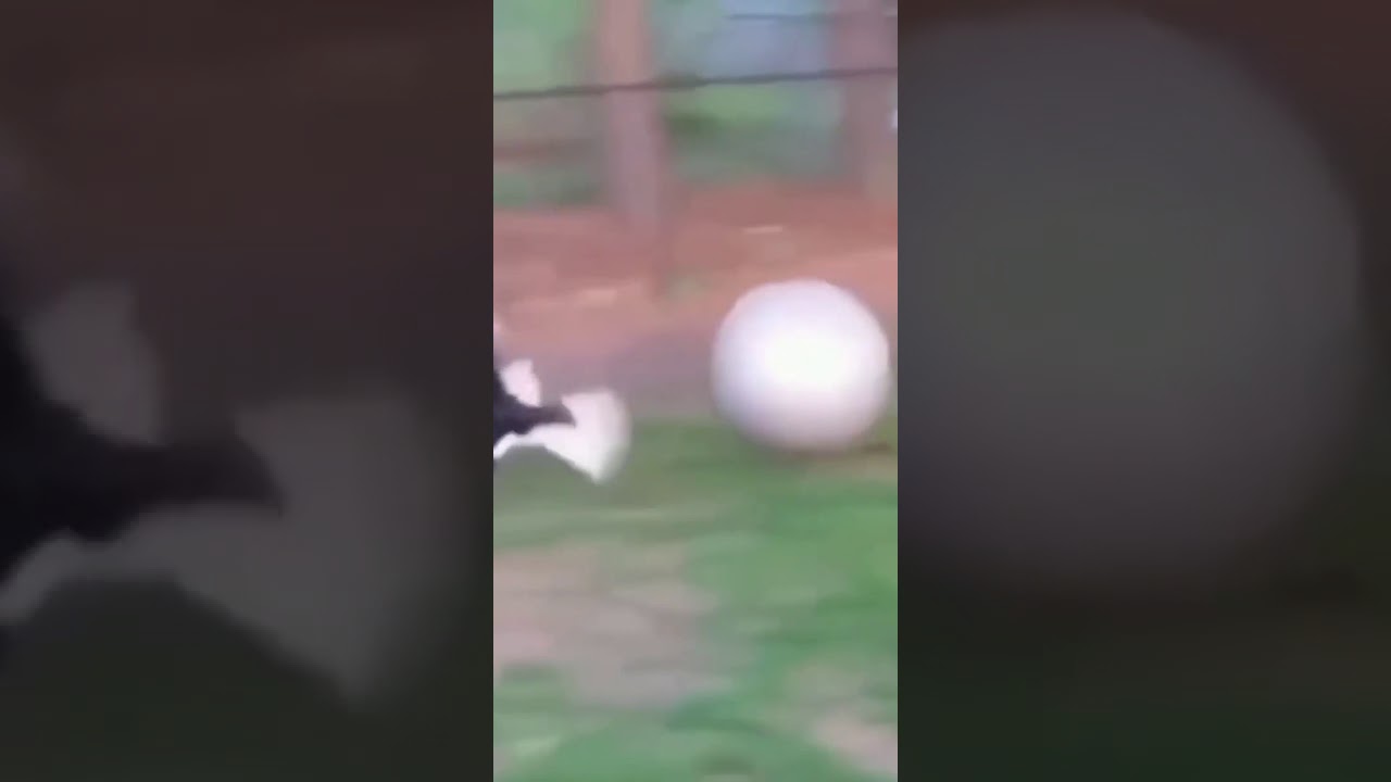 amazing stunt.. | animal life | animal life - YouTube