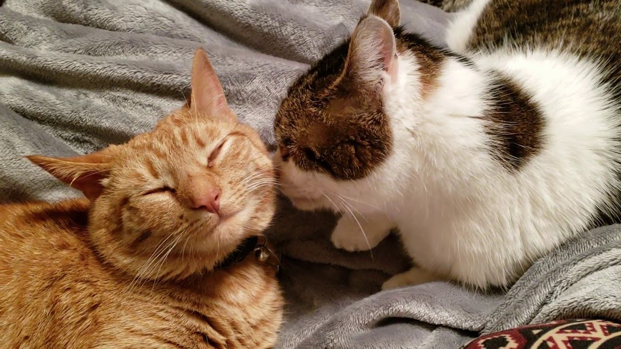Cats being Cats E1 - YouTube