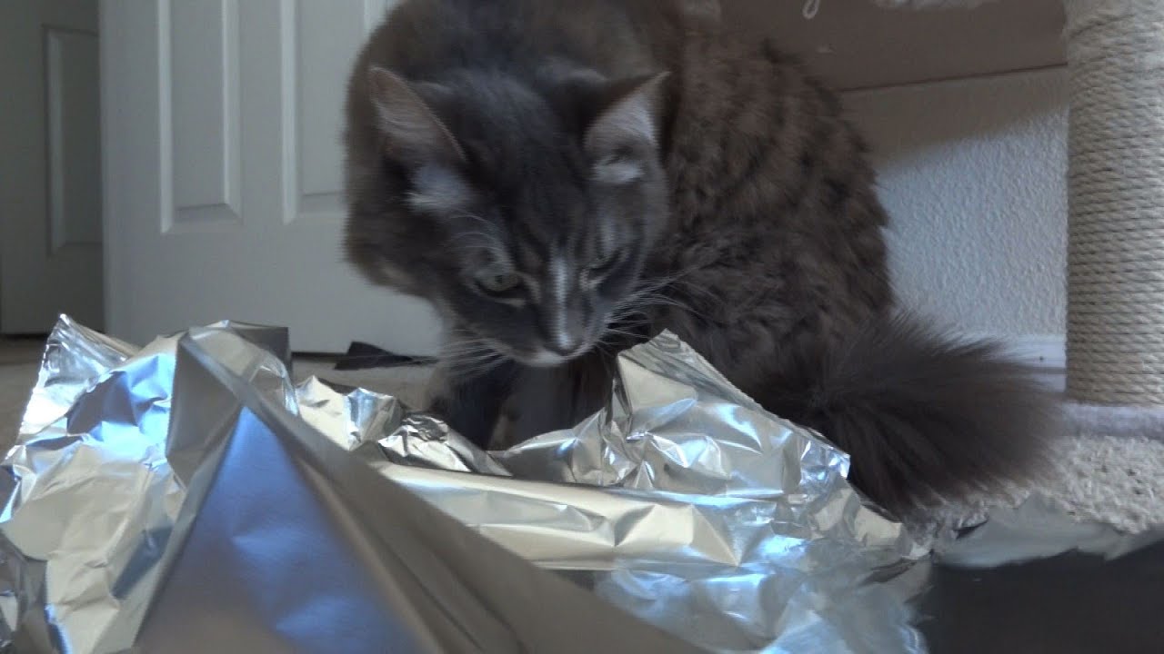 Cat investigates foil - YouTube