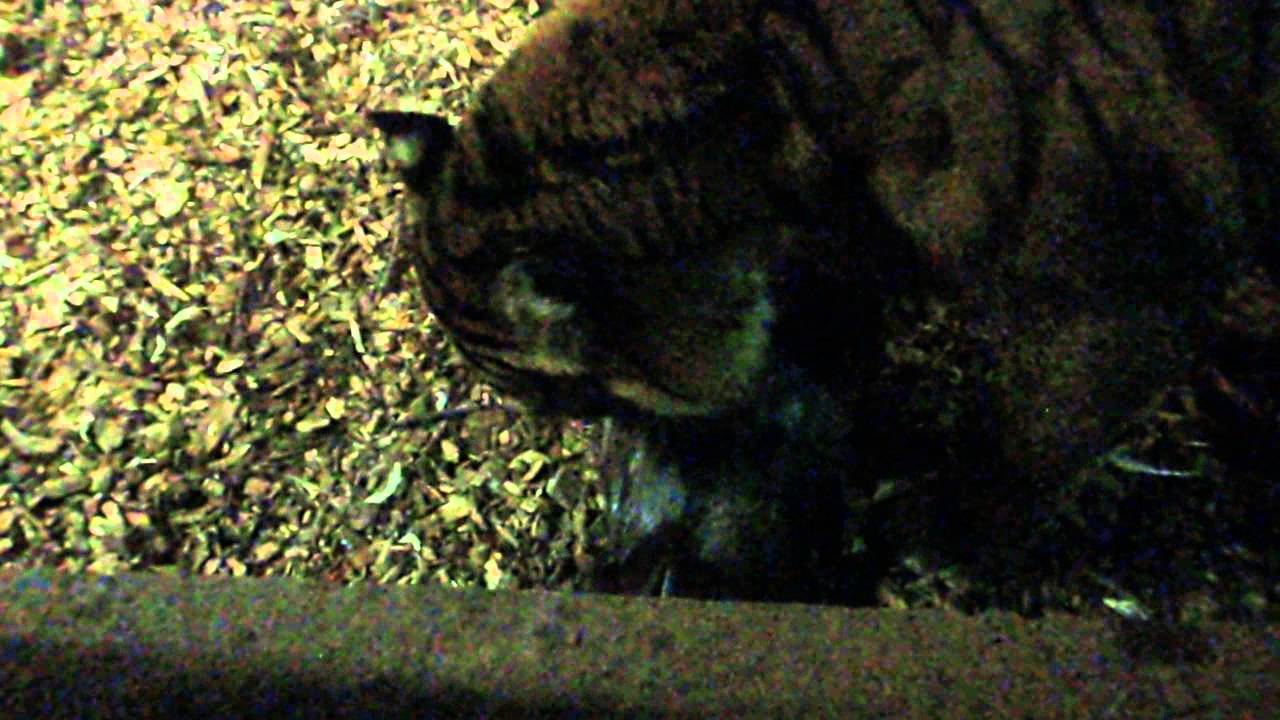 tiger eats horse head - YouTube