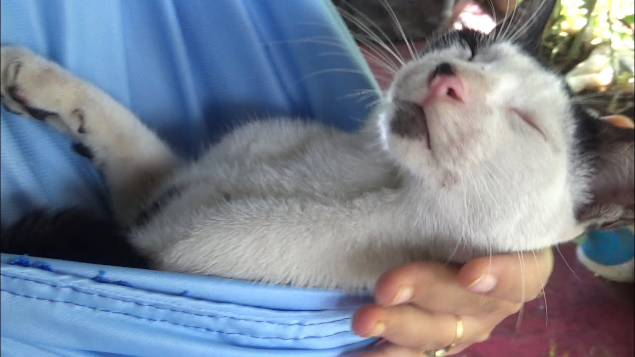 Kucing manja!! minta digendong majikannya - YouTube