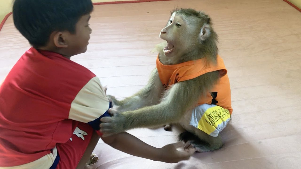 Little Boy Jason Enthusiastic Initiate Convince Brother To Ride ...