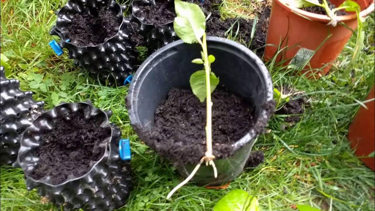 How to make plum and peach trees from cuttings - YouTube