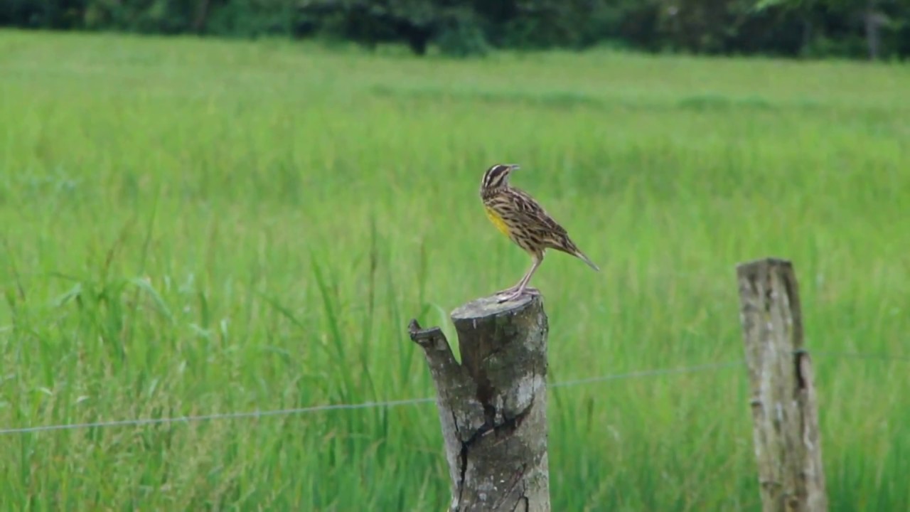 Chirlobirlo (Sturnella magna) en arrozal - YouTube