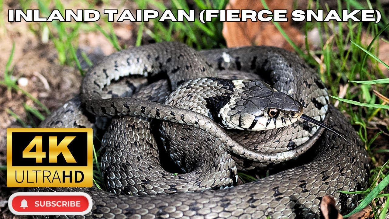 The most venomous snake in the world | Inland Taipan (Fierce Snake ...