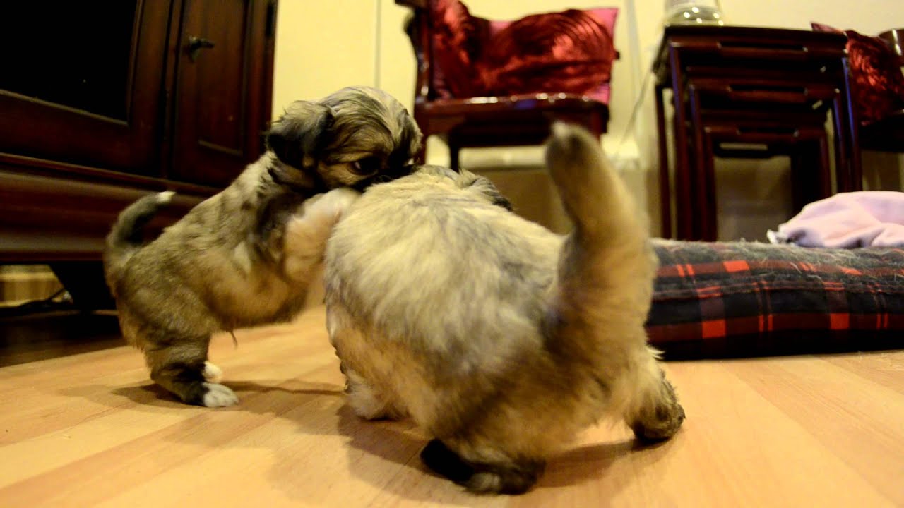 Shit-Poo Pomeranian Puppies - YouTube