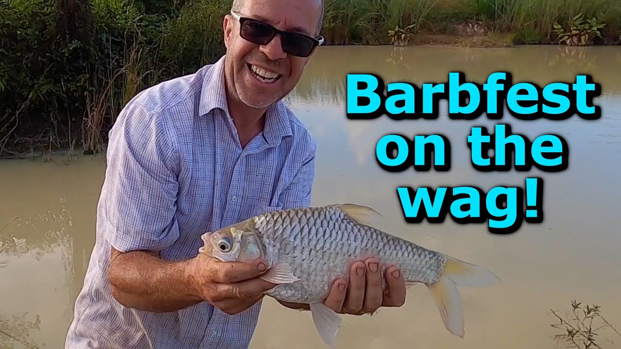 FISHING For Beautiful Java Barbs in Rural Thailand - YouTube