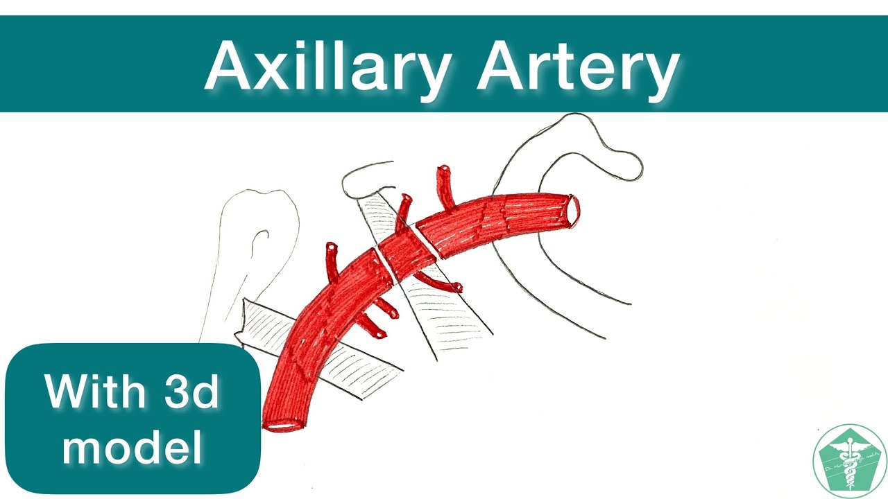 Axillary Artery | Overview | Relations | Branches | Anatomy | Medico ...