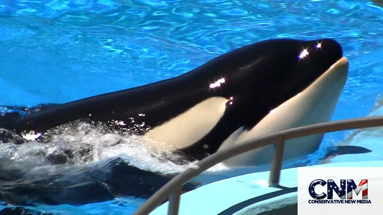 Killer Whale gets a Hug - 1080P HD - YouTube