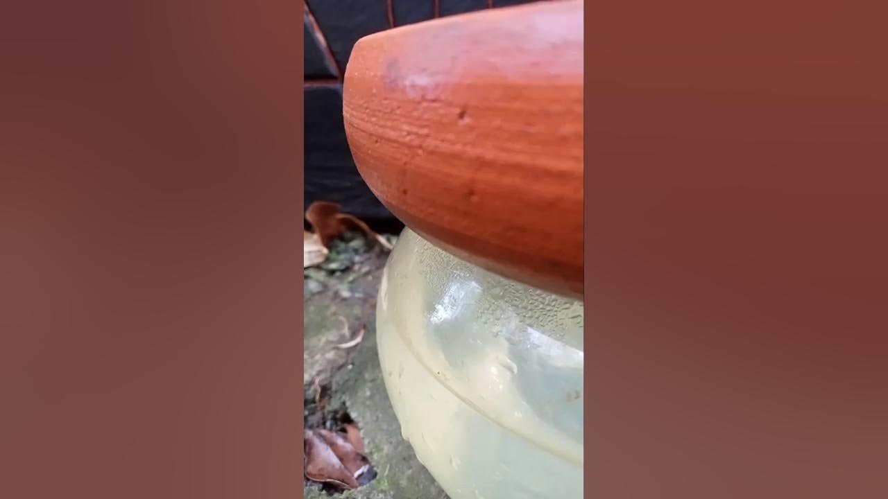 ต้นแก้วสารพัดนึก - YouTube