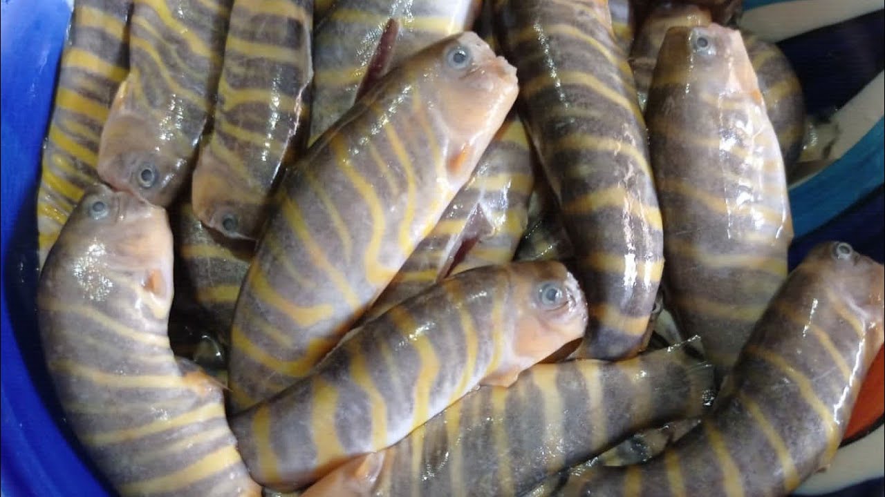 Rani mach ar jul || Rani mach ar bhuna || রানী মাছের রেসিপি ...