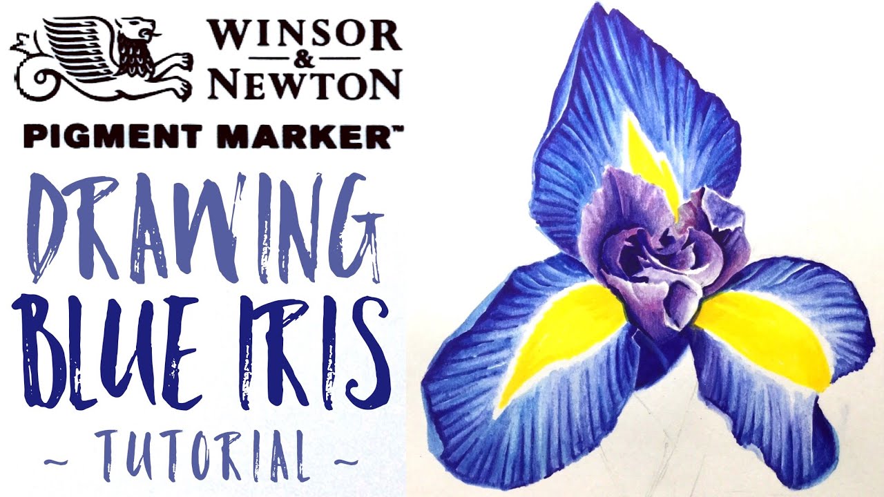 Winsor and Newton Pigment Markers - Drawing an Iris flower Tutorial ...