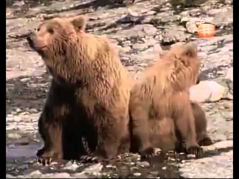 HD Grizzly Bears Catching Salmon Nature's Great Events The Great Salmon ...