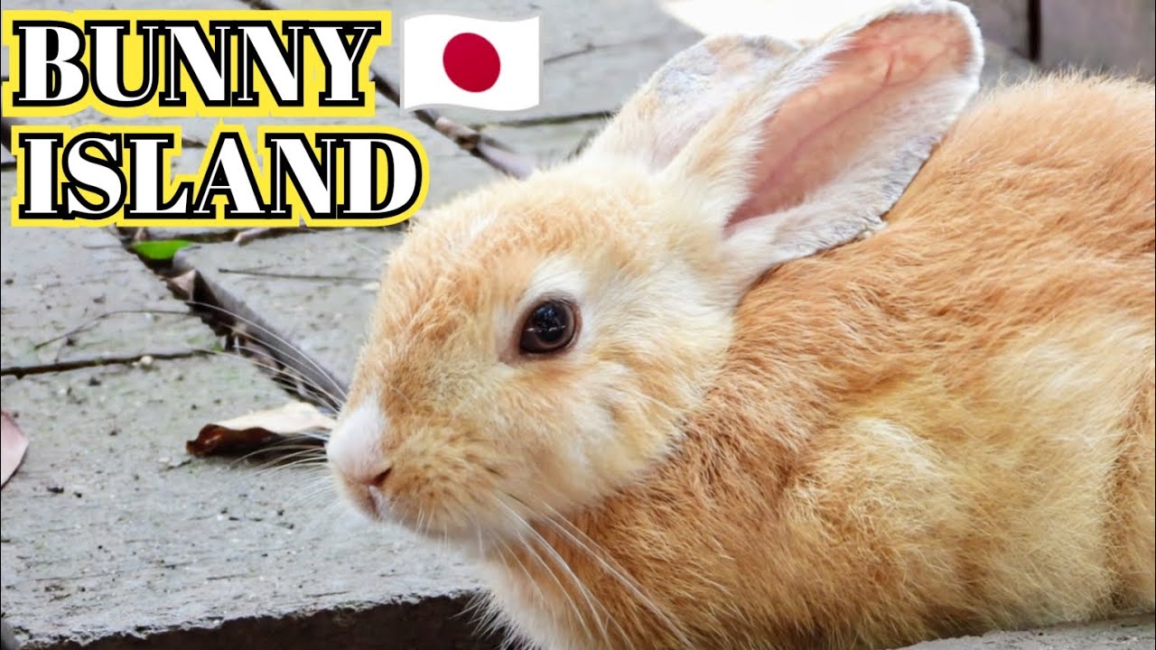 Bunny Island Japan 🐇 | 500 Wild Rabbits Take Over 🏝️ - YouTube