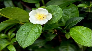 Allelopathic Effect of Methanol and Water Extracts of Camellia sinensis L. on Seed Germination