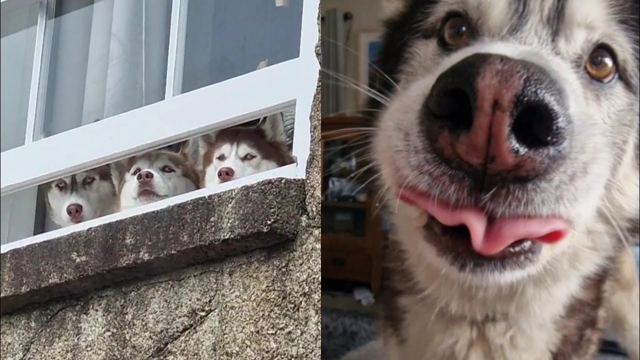 Husky See's 3 Huskies Watching Him From The Window - YouTube
