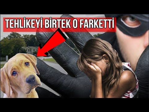Küçük Kıza Ailesi Tarafından Hediye Edilen Sevimli Köpek Bakın Onu Nasıl Bir Tehlikeden Korudu