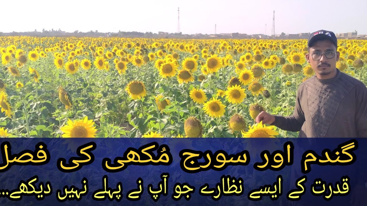 Sunflower Crop in Sindh Pakistan | Sunflower Farming in Khorwah Village ...
