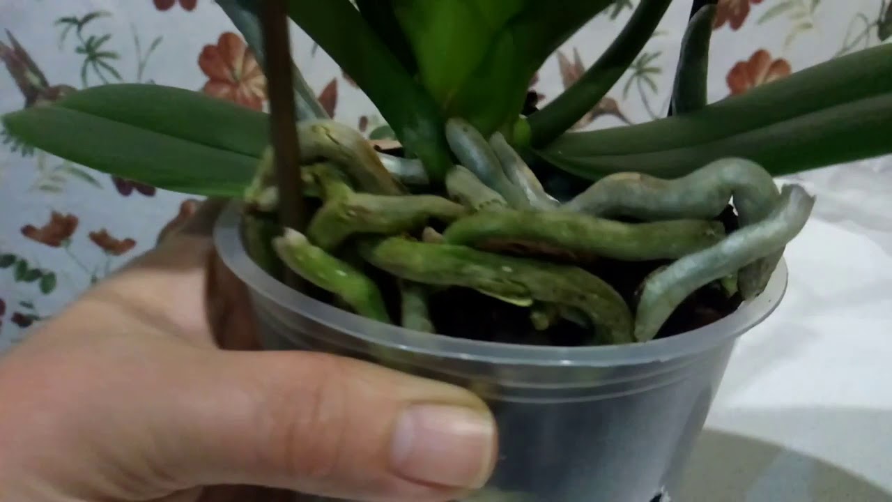 моя новая покупка, орхидея Purrf - YouTube