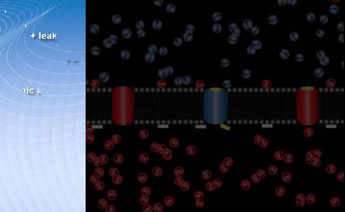 An Animated Action Potential Tutorial - YouTube