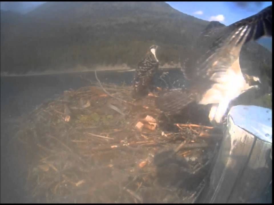 Nelson BC Osprey Arrow small flight across nest 4:02pm 8-12-2015 - YouTube