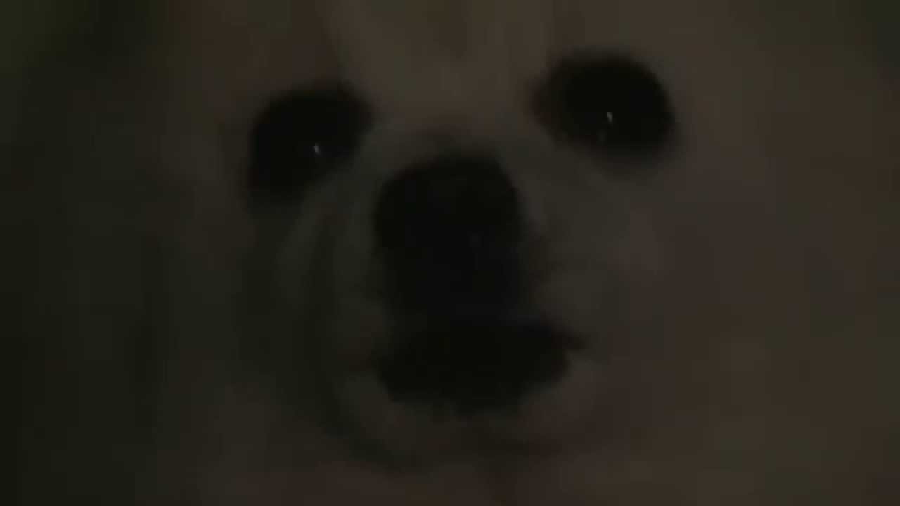 Dog Fortress 2 - YouTube