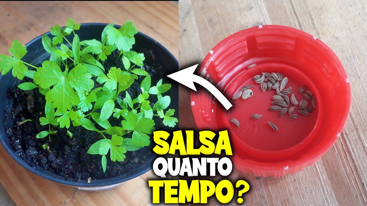 QUANTO TEMPO LEVA PARA GERMINAR SALSINHA? - YouTube