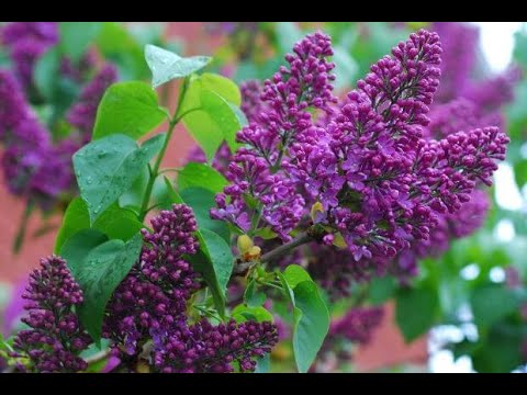 SÜMBÜL ÇİÇEĞİNİN FAYDALARI NELERDİR !!! - WHAT ARE THE BENEFITS OF SUMBUL FLOWER