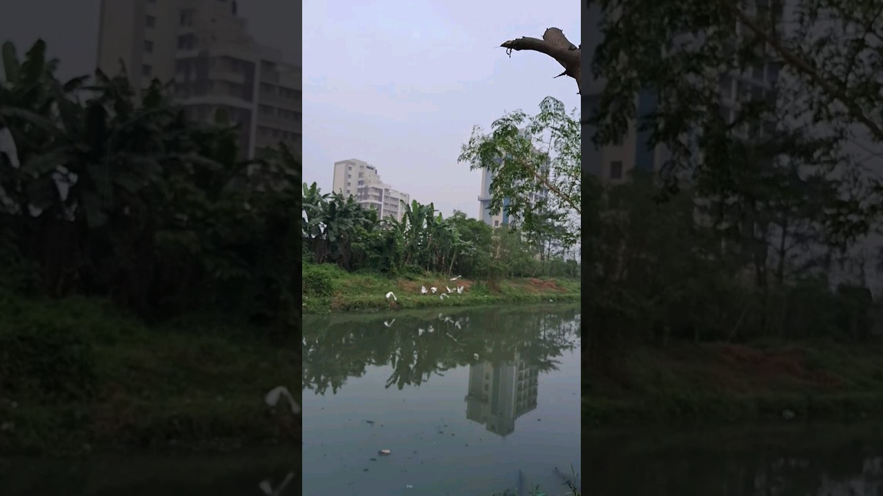 pinjra Tod ke ud jana hai 🕊️🦜 #pinjra #birds #shorts - YouTube